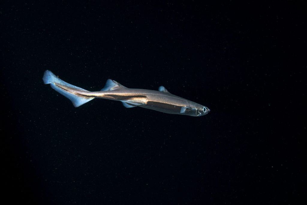 A complete guide to the sharks you'll find in the seas of Britain (and ...