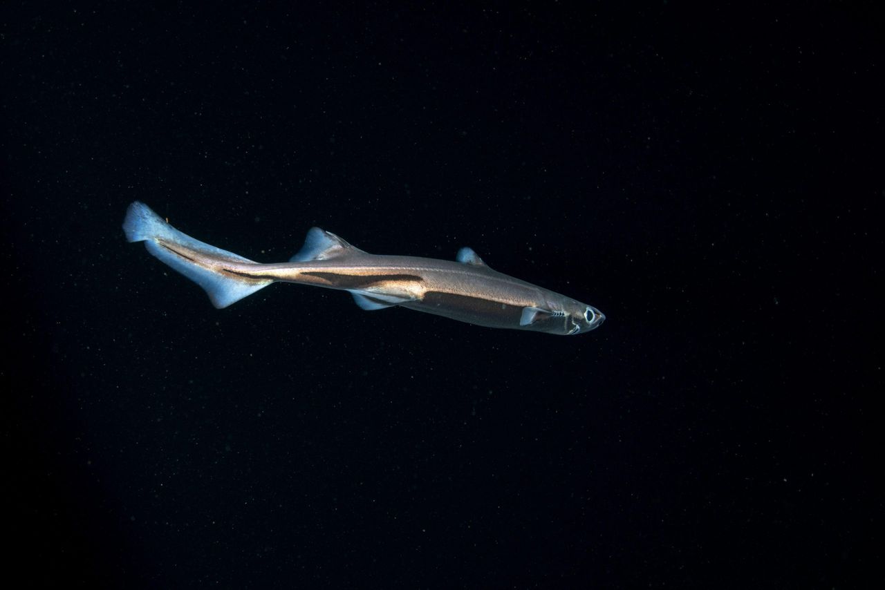 A complete guide to the sharks you'll find in the seas of Britain (and ...