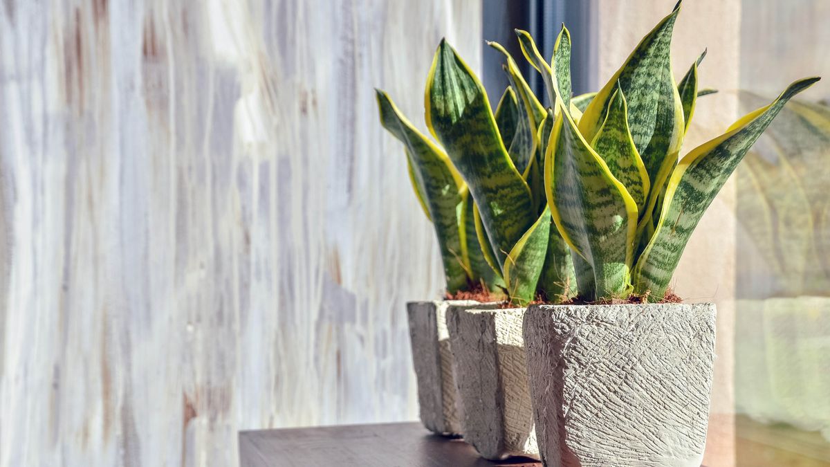 11 plants that repel snakes and keep them away from your yard | Tom's Guide