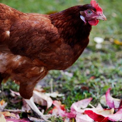 7 character traits every chicken owner (aka Mother Hen) will understand ...