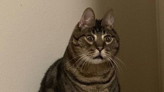 Wonky-faced rescue cat takes social media by storm | PetsRadar