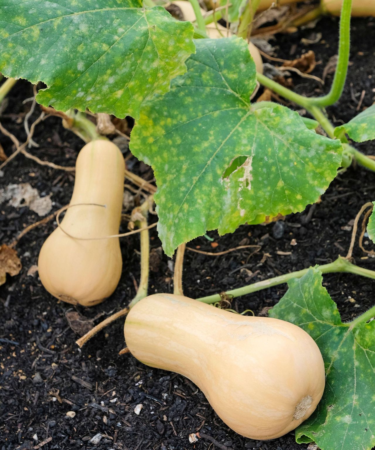 Types of squash: 15 tasty varieties to grow at home | Gardeningetc