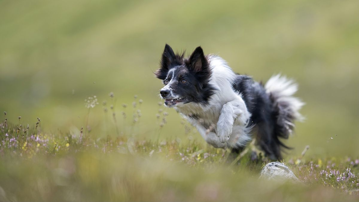 What are the best dogs for runners? | Advnture