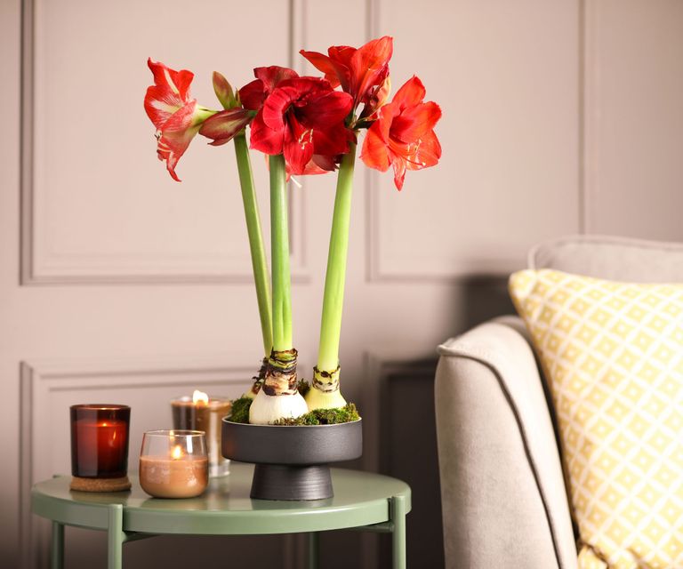 Boost Your Big Winter Blooms With 8 Red Amaryllis Varieties | Gardening ...