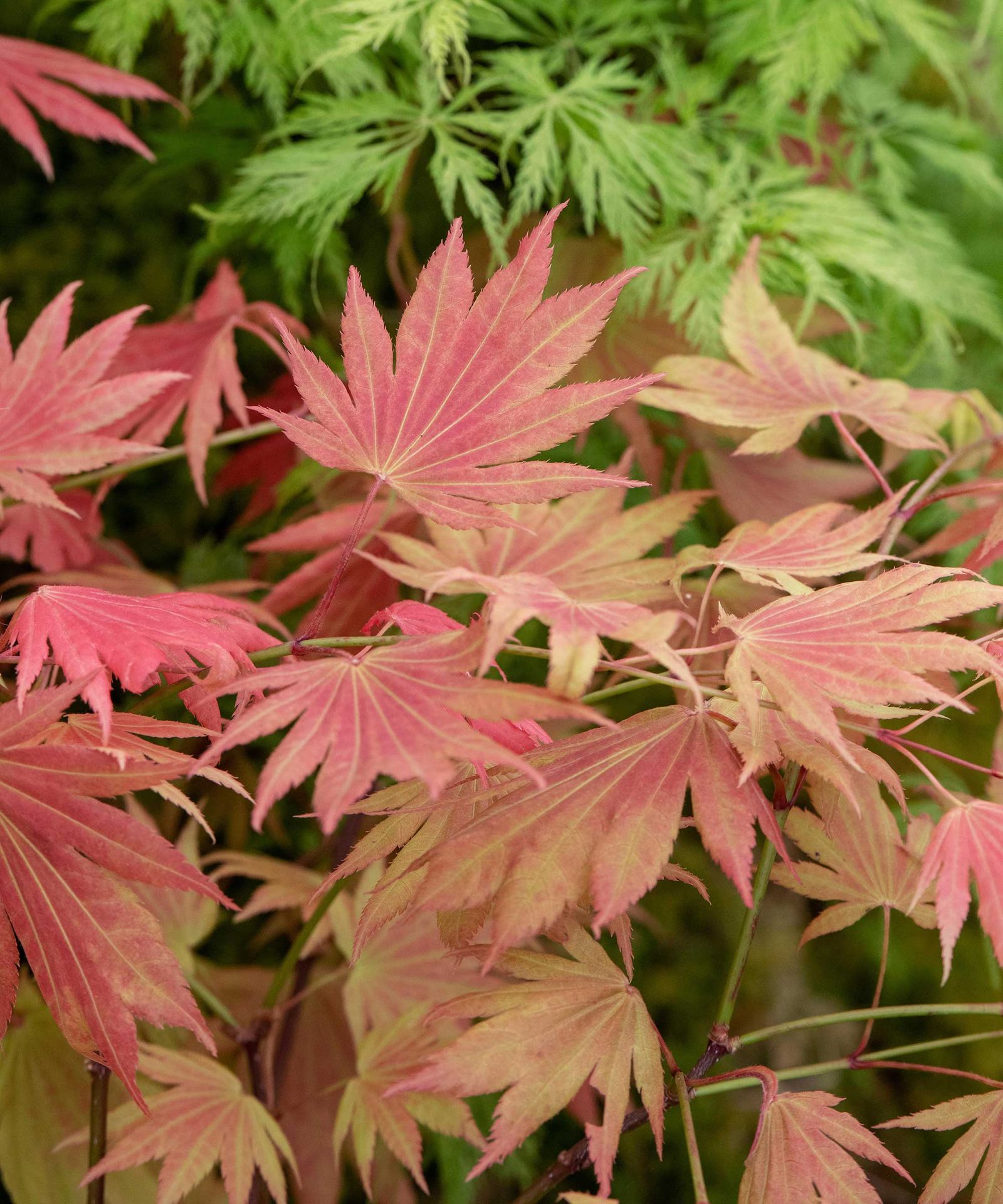 Varieties of Japanese maples – 10 show-stopping acers | Homes and Gardens