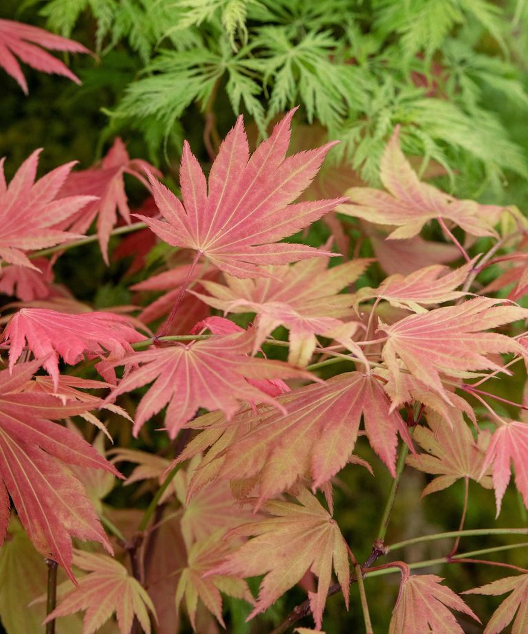 Varieties of Japanese maples – 10 show-stopping acers | Homes and Gardens