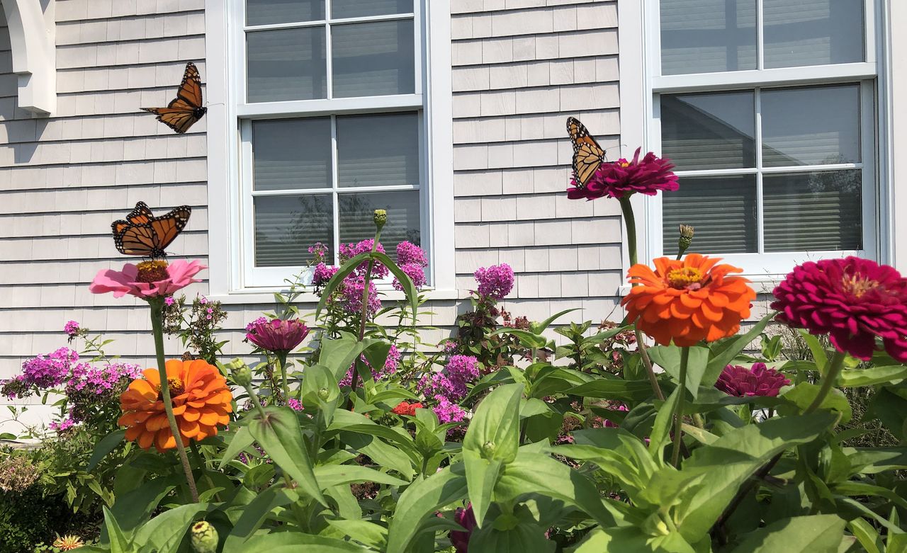 How to start a butterfly garden in 6 easy steps | Livingetc