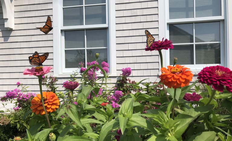 How to start a butterfly garden in 6 easy steps | Livingetc