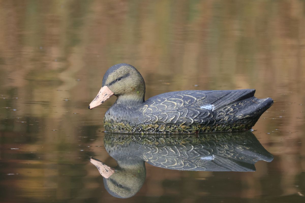 Canon RF 200-800mm f/6.3-9 IS USM review: all hail the new superzoom ...