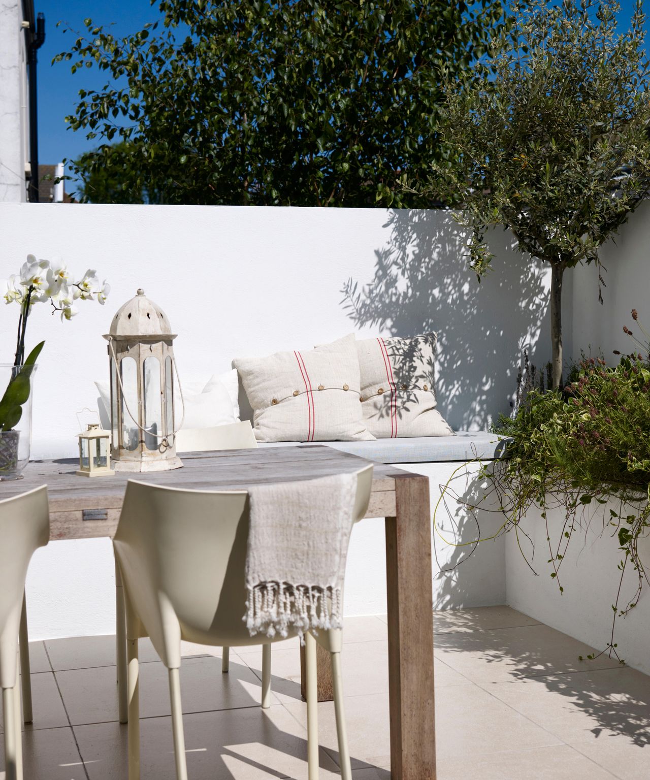 Landscaping with olive trees: 9 expert ideas | Homes and Gardens