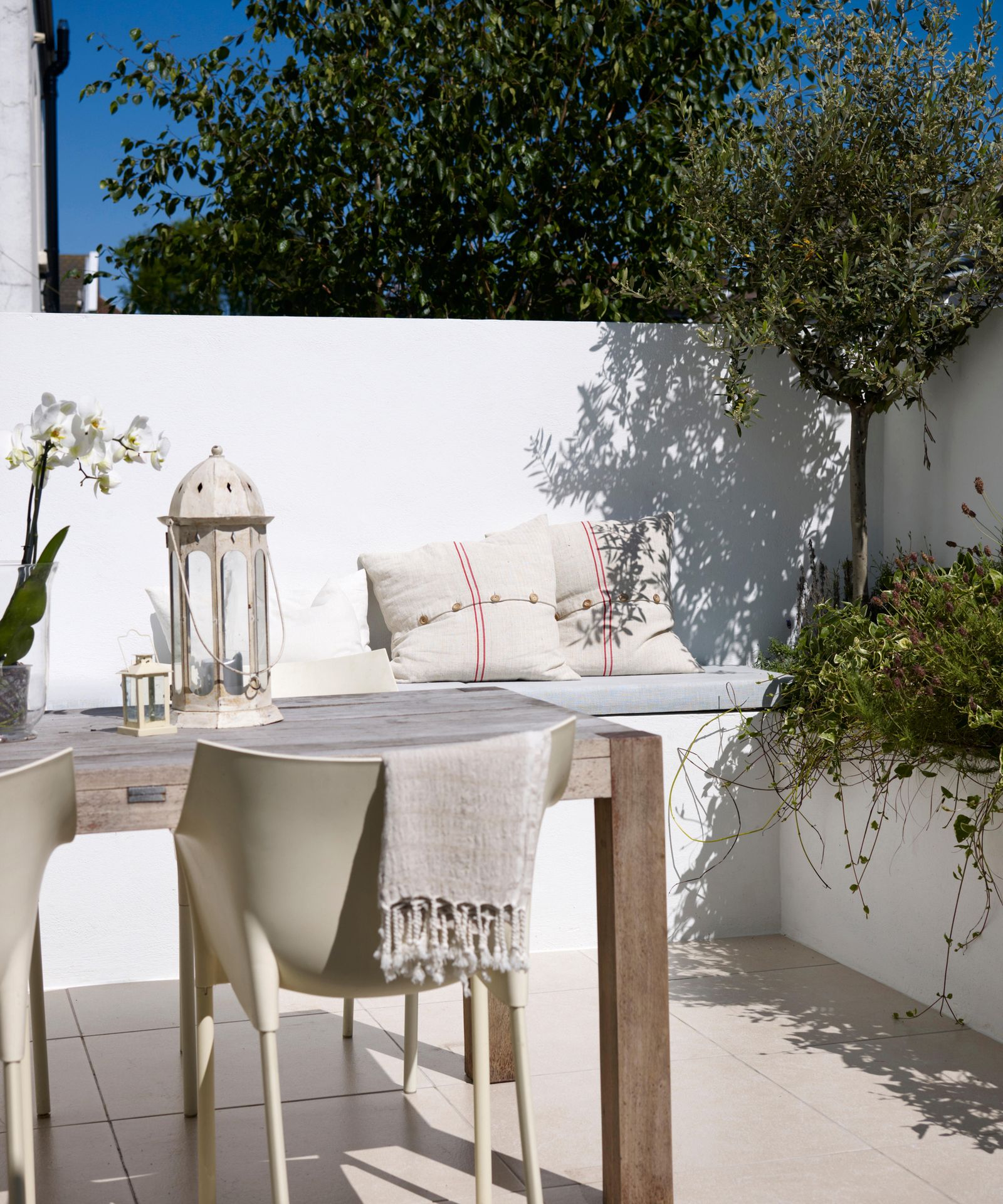 Landscaping with olive trees: 9 expert ideas | Homes and Gardens