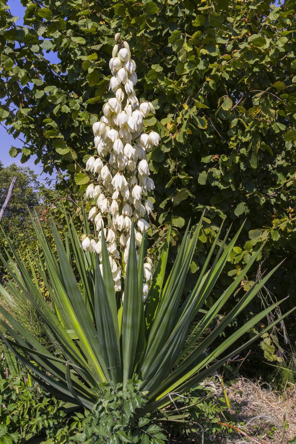 Cold Hardy Yucca Varieties Growing Yucca Plants In Zone 4 Gardens