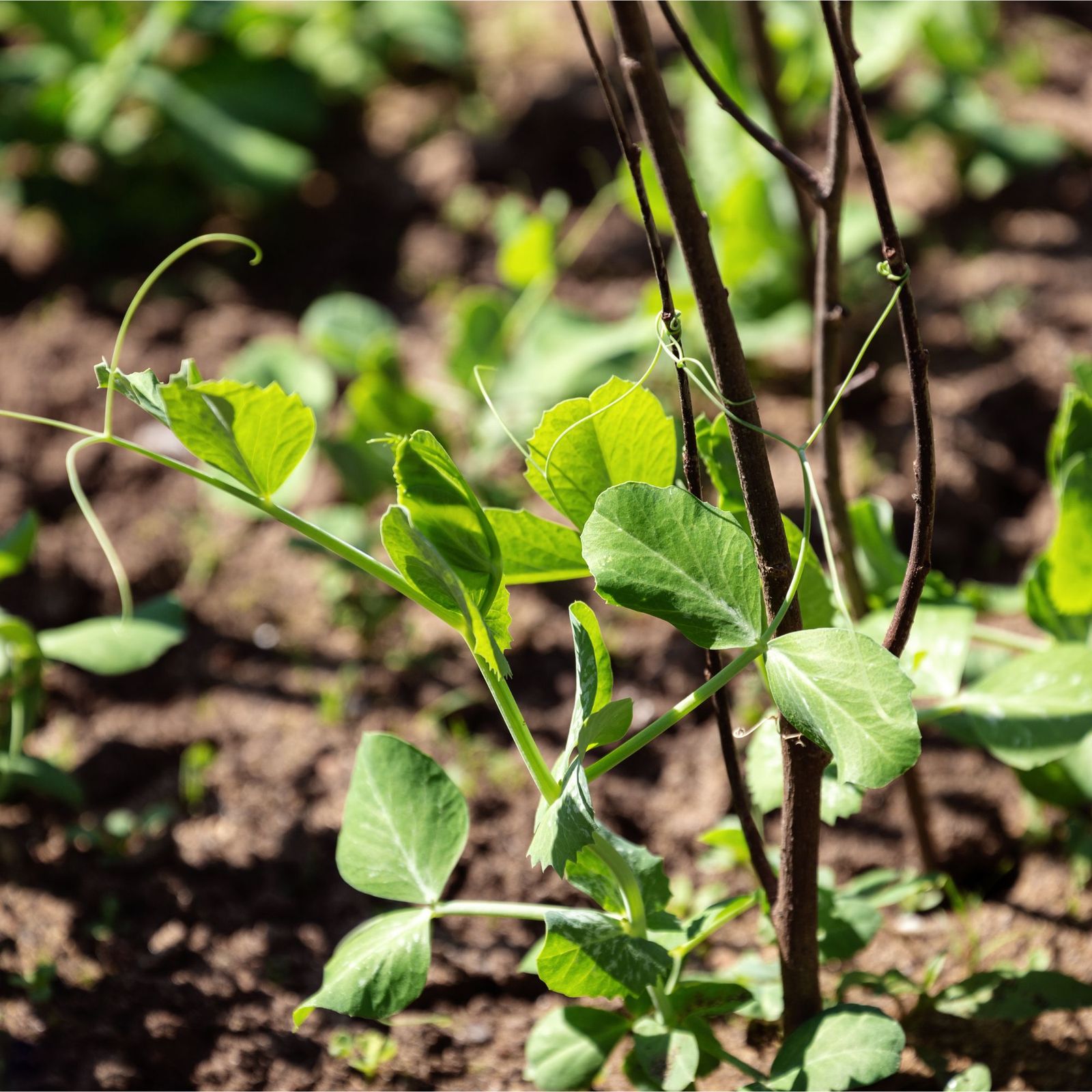 When to plant peas – the best time to sow this delicious crop | Ideal Home