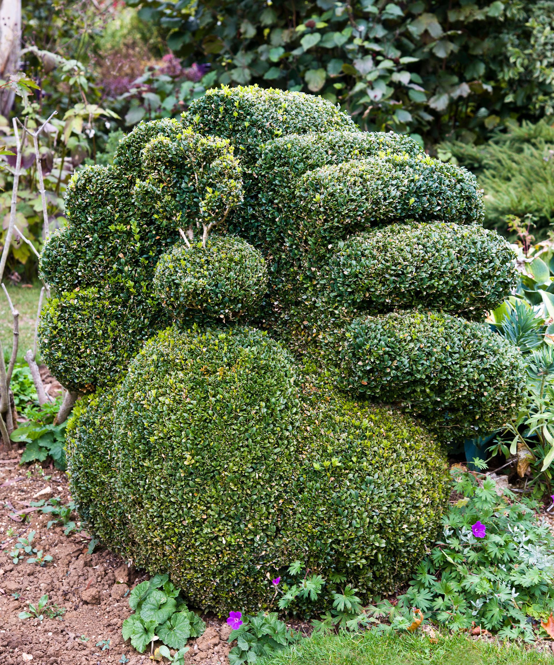Topiary: a practical guide to this must-have garden trend | Gardeningetc
