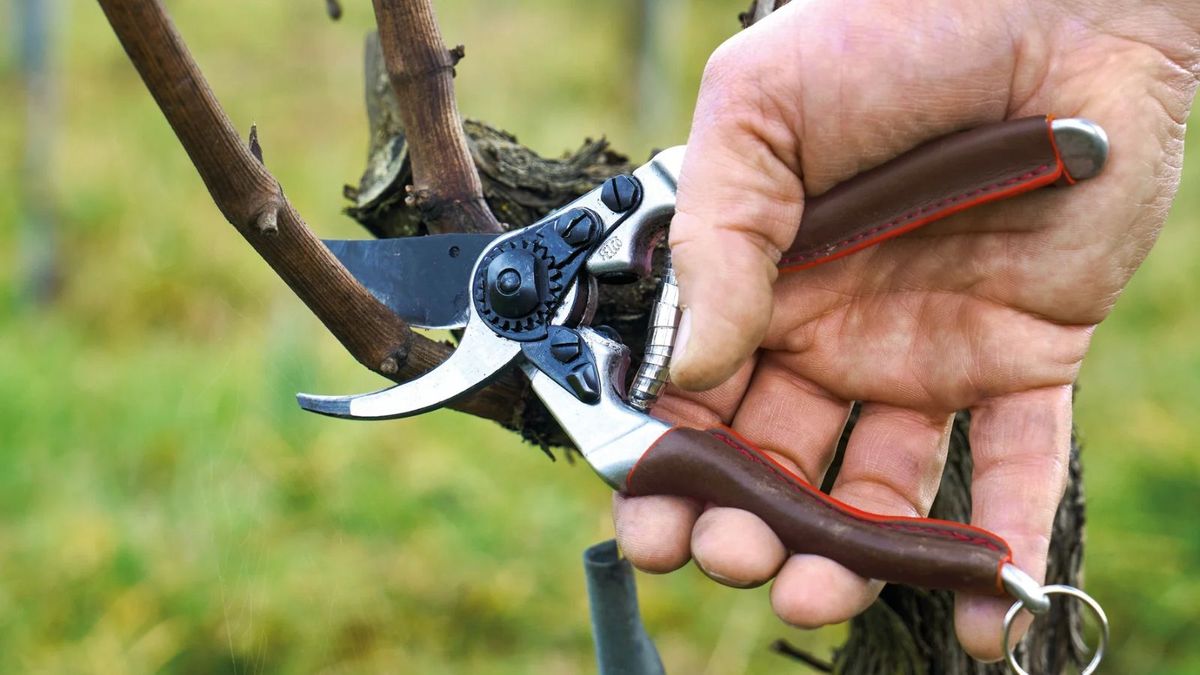 Felco Elite 6 review: these are nearly perfect pruners | Homes and Gardens