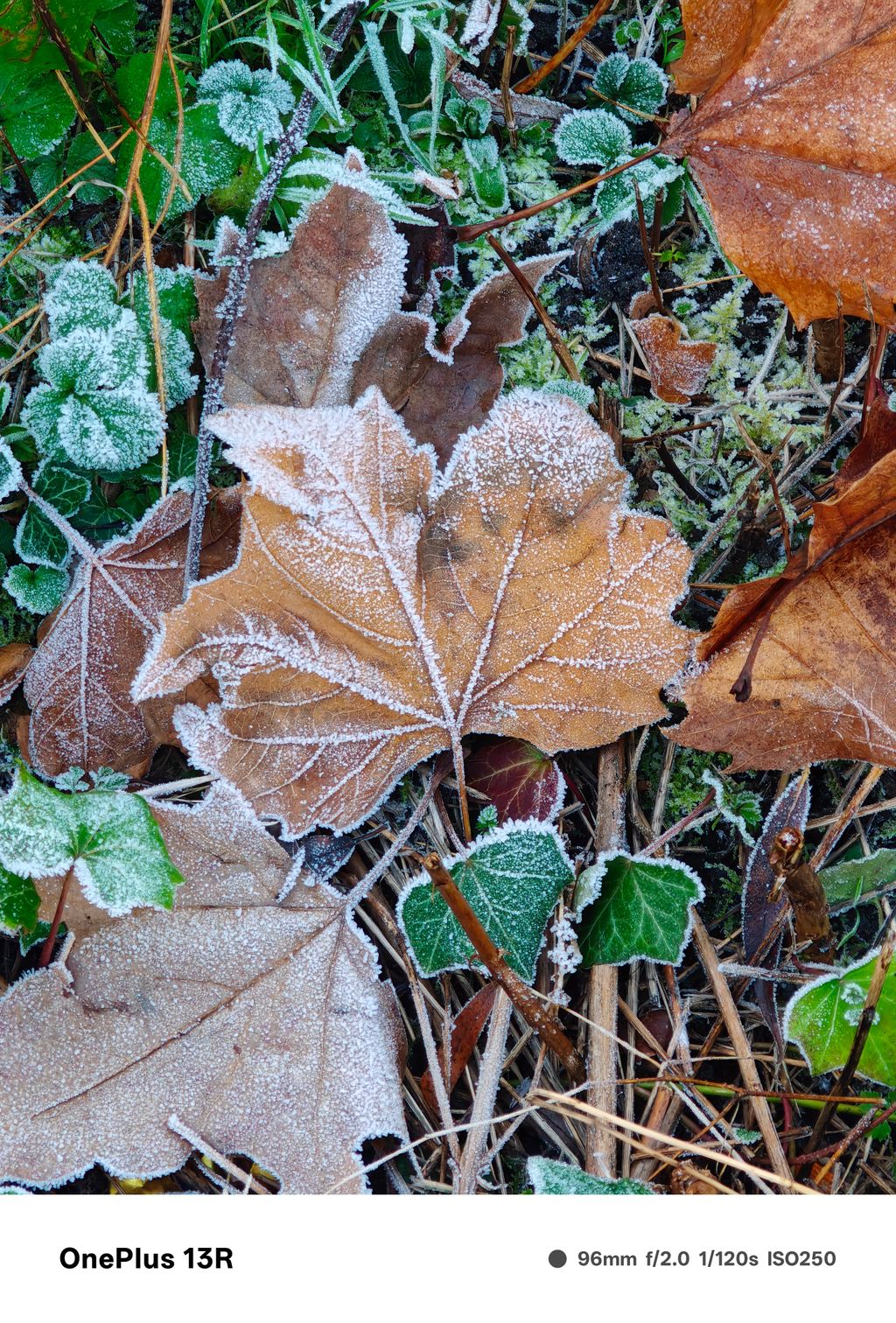 OnePlus 13R review: a gorgeous phone but average cameras | Digital ...