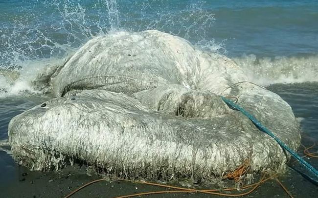 What the Heck Is This Hairy 'Sea Monster'? | Live Science