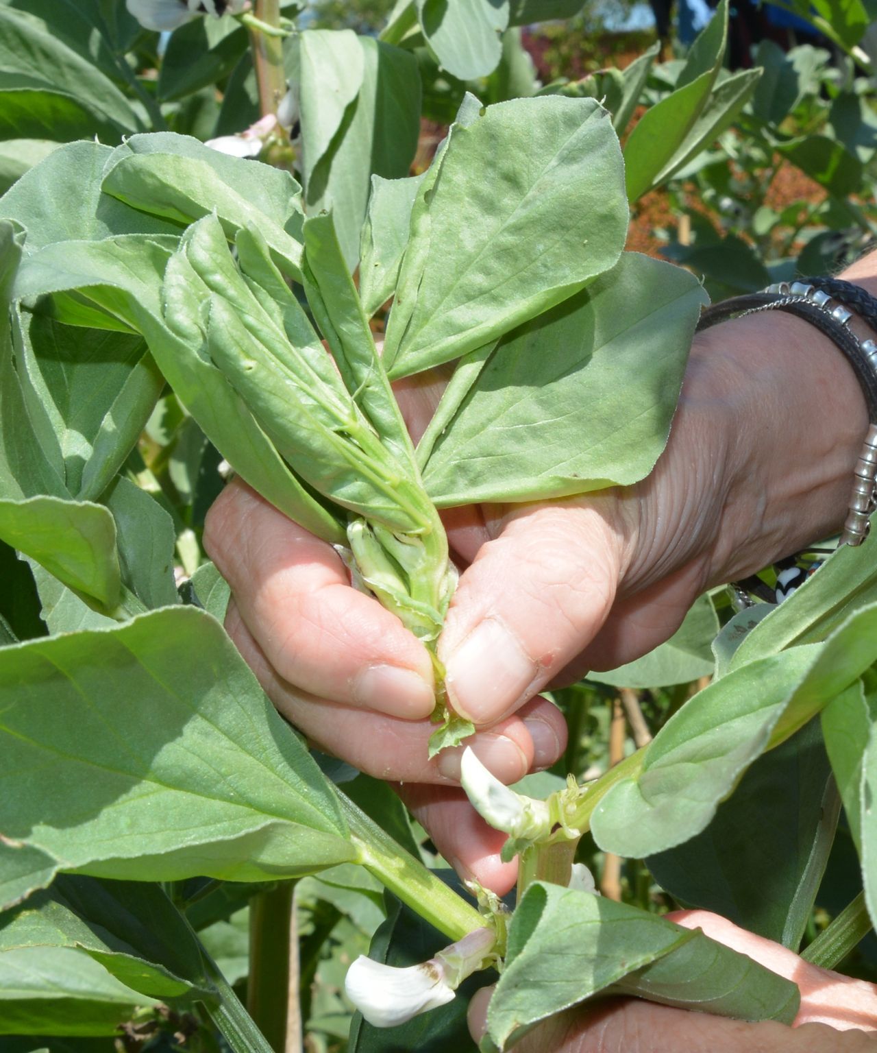 What is pinching out plants - what it means and how do it | Homes and ...