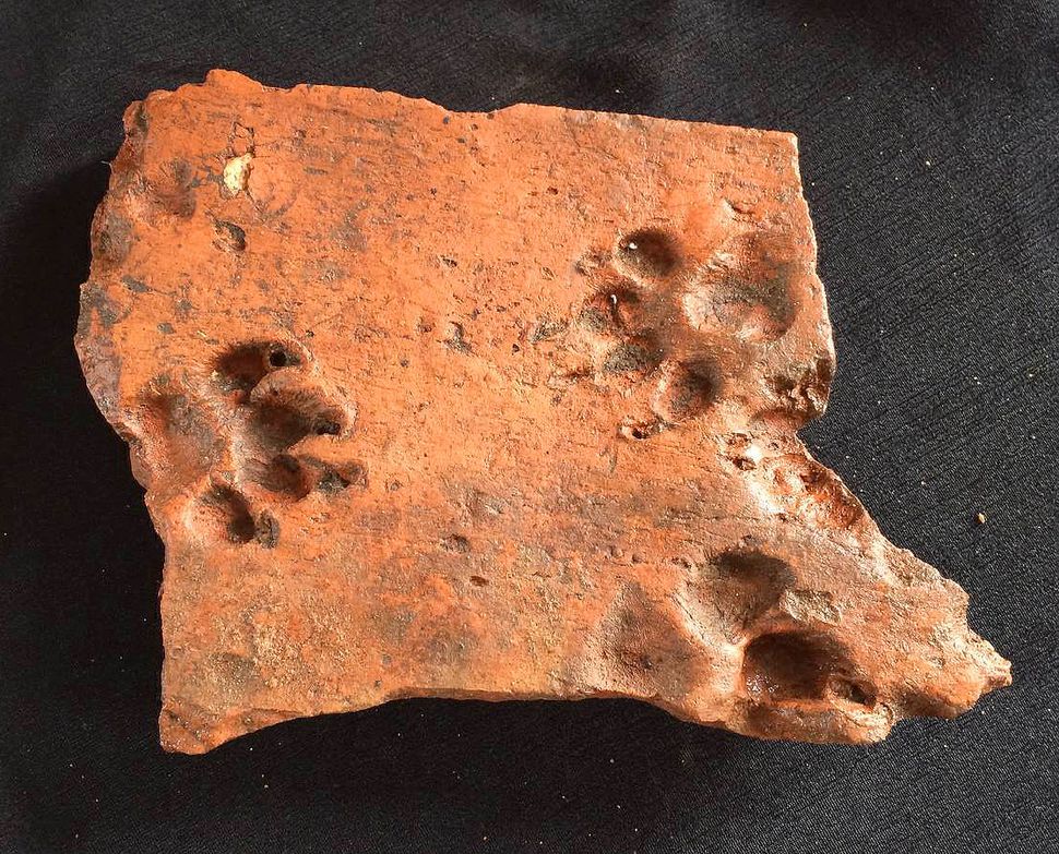 Ancient Puppy Paw Prints Found on Roman Tiles | Live Science