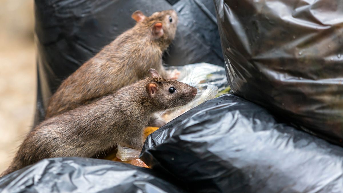 How to stop pests from ruining your grill — expert tips for a bug-free ...