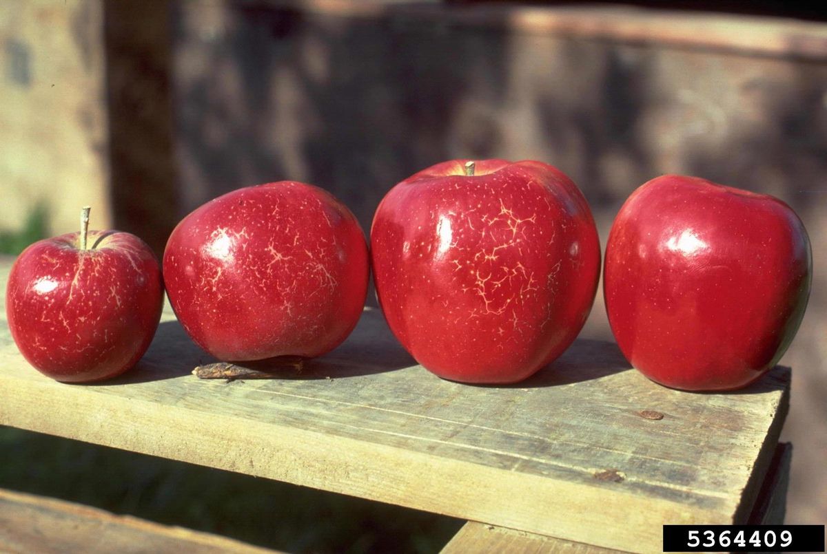 What Is Apple Russeting - Learn About The Causes Of Apple Russet ...