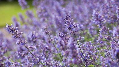 How to grow catmint in pots: Expert tips for success | Homes and Gardens