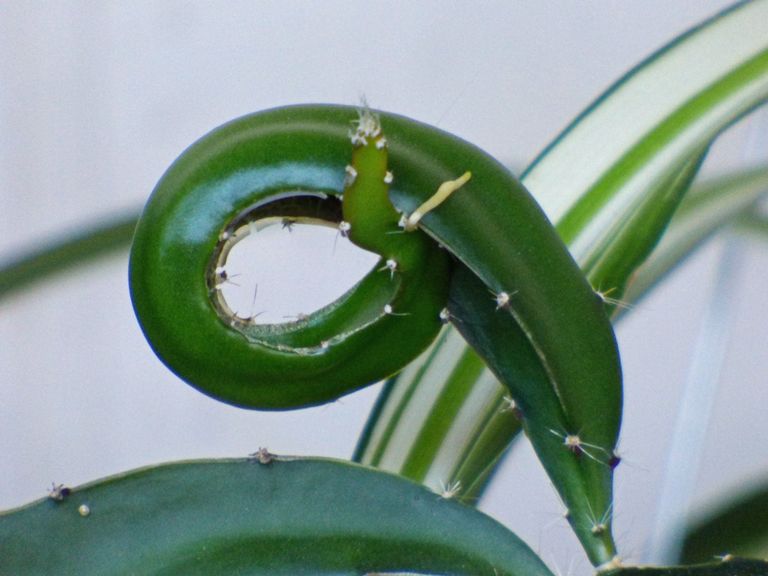 Curled Leaves On Indoor Plants: Reasons For Houseplant Leaves Curling ...