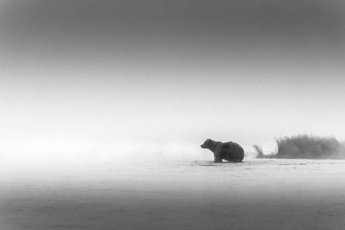 This stunning bear photography will inspire your wildlife shooting ...