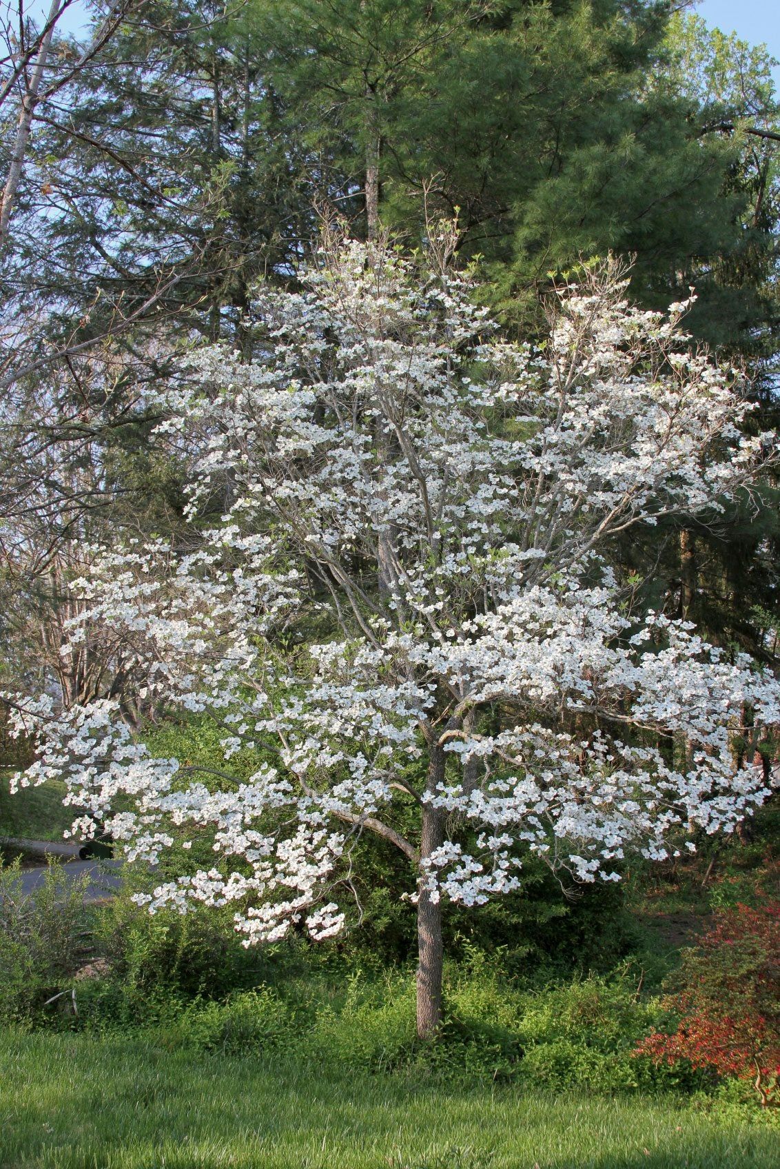 Dogwood Tree Food - When And How To Fertilize Dogwoods | Gardening Know How