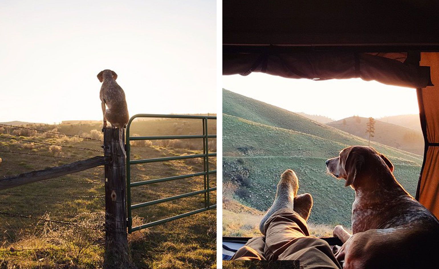 Doggy style: the most stylish dogs of Instagram | Wallpaper