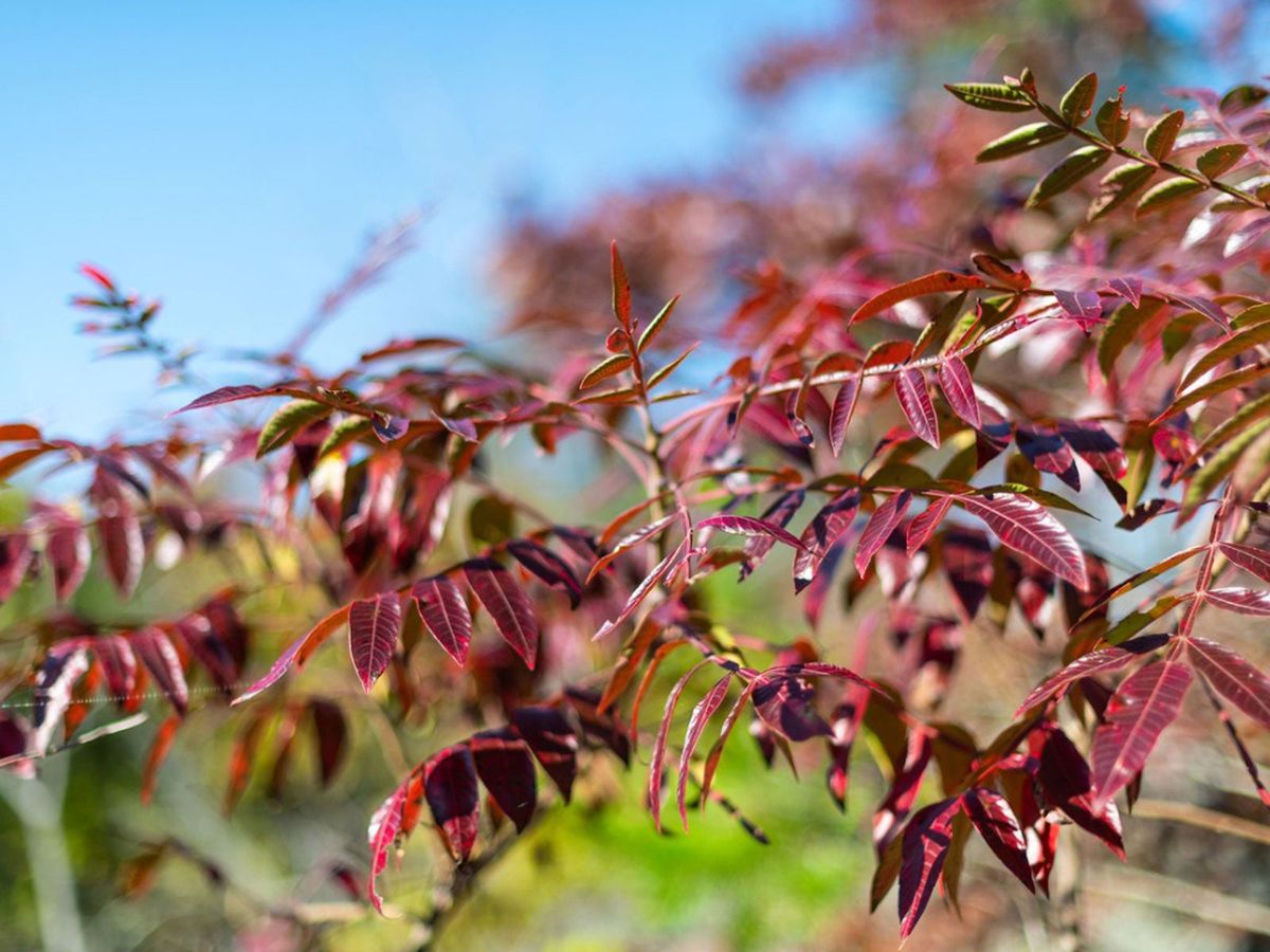 Autumn Purple Ash Trees: Growing An Ash Tree With Purple Leaves ...