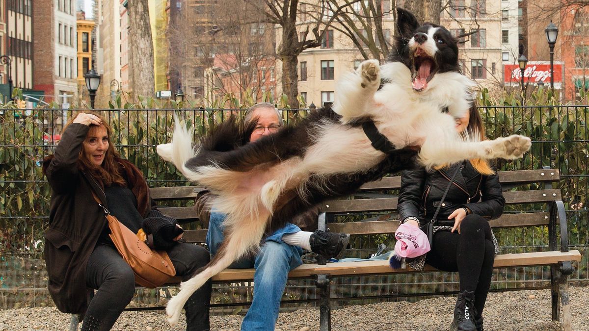 Catspreading 'Big Boss' among finalists of Comedy Pet Photography ...