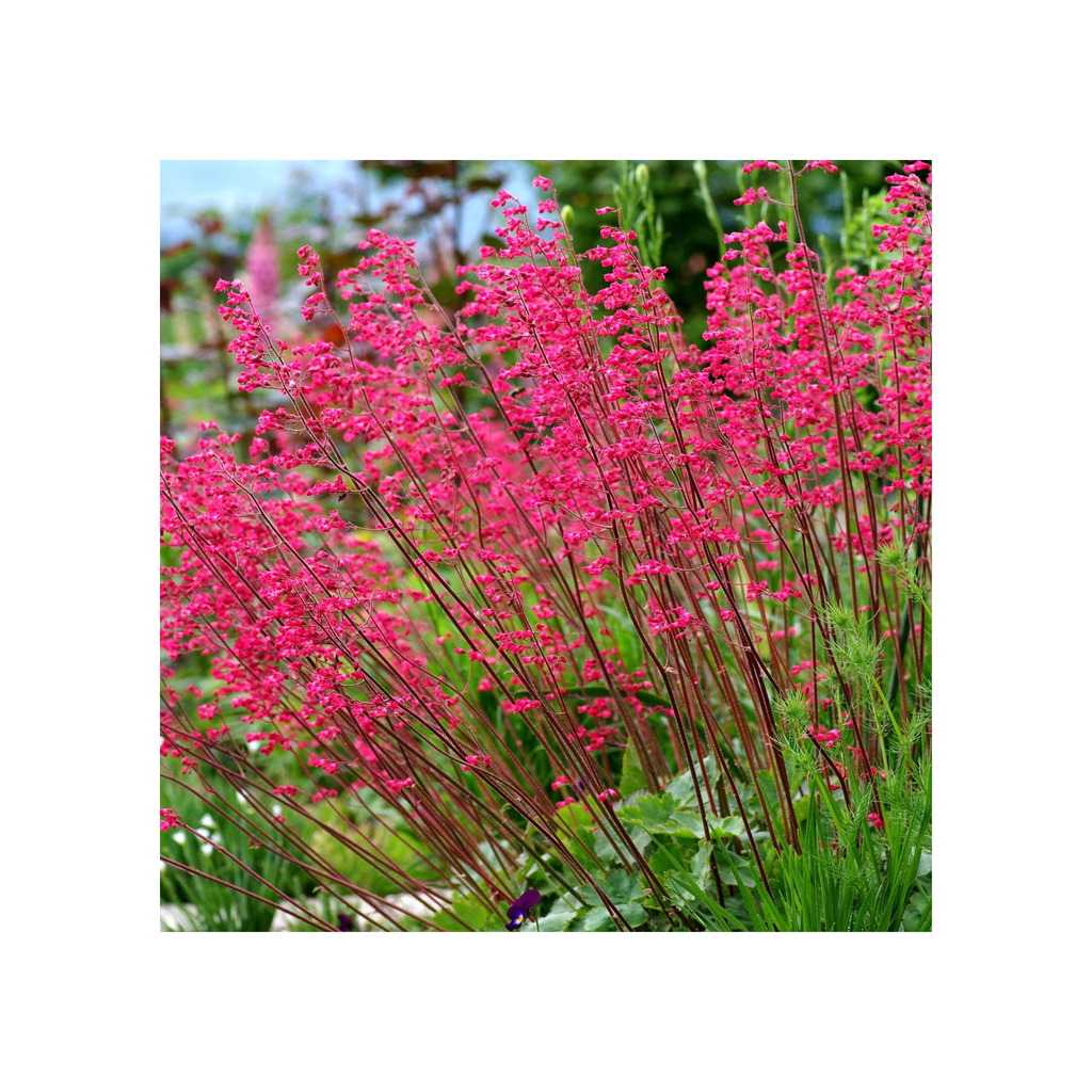 8 Best Filler Plants For Container Gardening - And How to Help Them ...