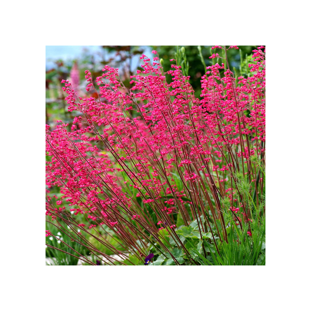 8 Best Filler Plants For Container Gardening - And How to Help Them ...