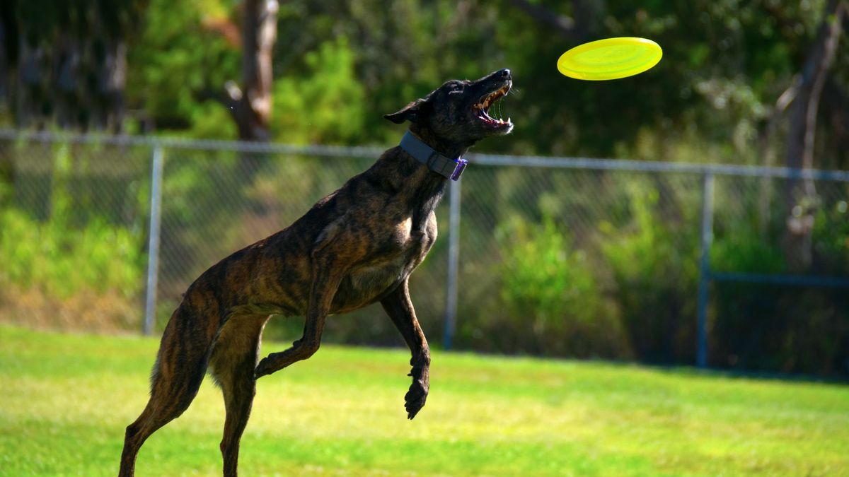 22 American dog breeds | PetsRadar
