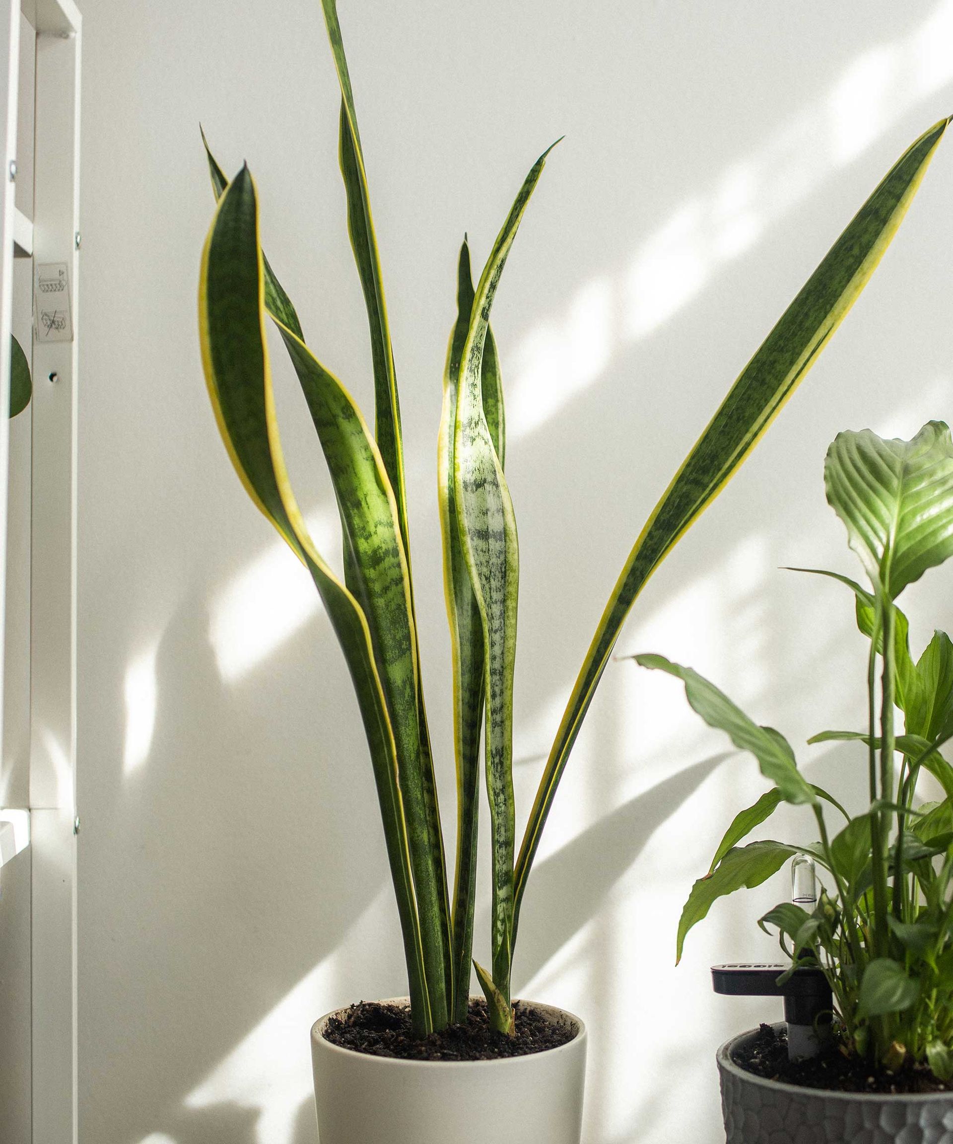 12 of the best indoor plants to suit any room in your home | Homes and ...