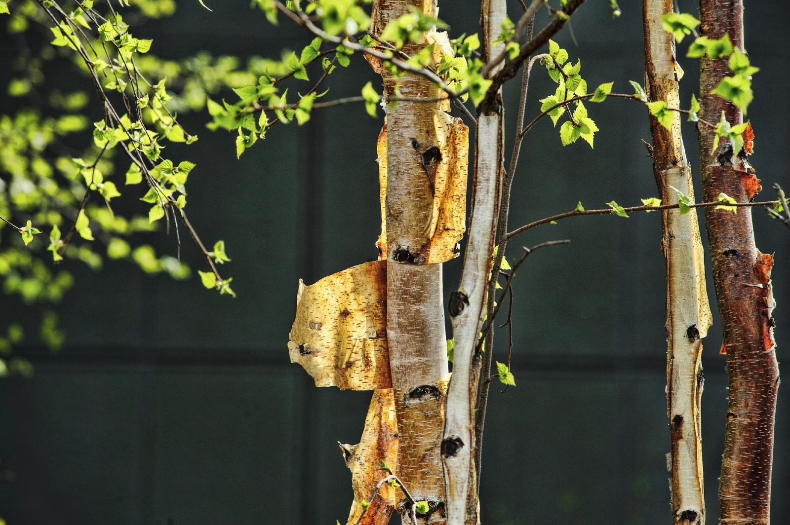 Peeling Tree Bark - Why Is Bark Peeling Off My Tree | Gardening Know How