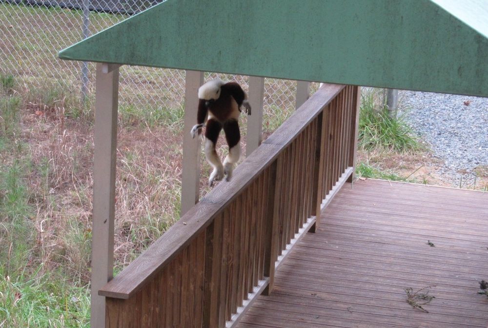 Leaping Lemurs! Amazing Primates Roam North Carolina | Live Science