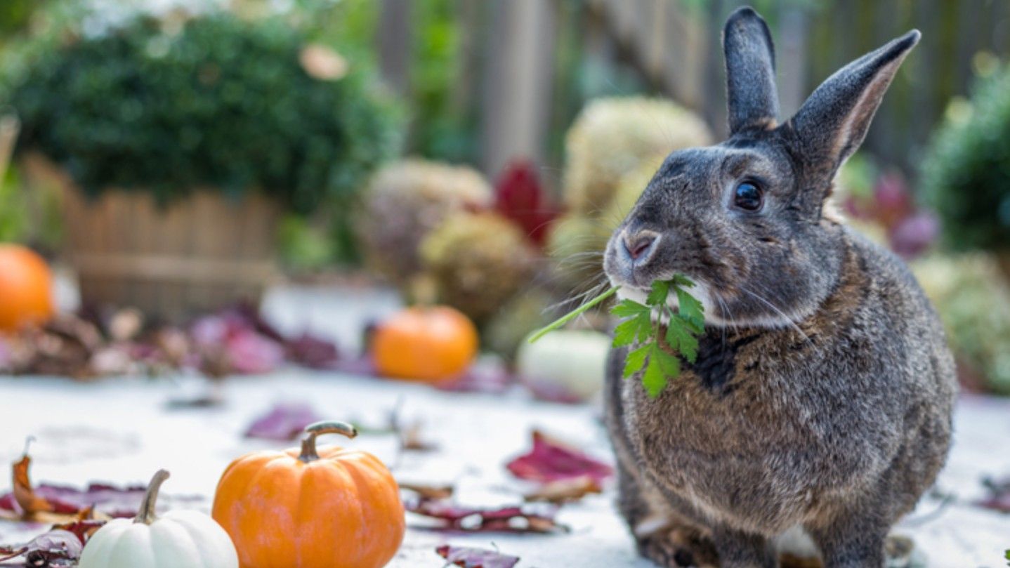 Can rabbits eat pumpkin? | PetsRadar