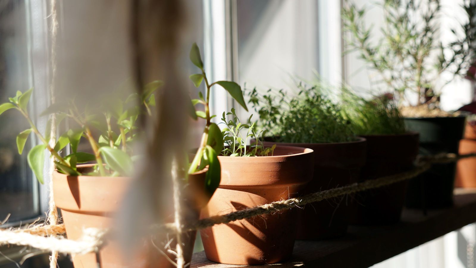 Irish Spring soap is your secret weapon for pest control | Real Homes