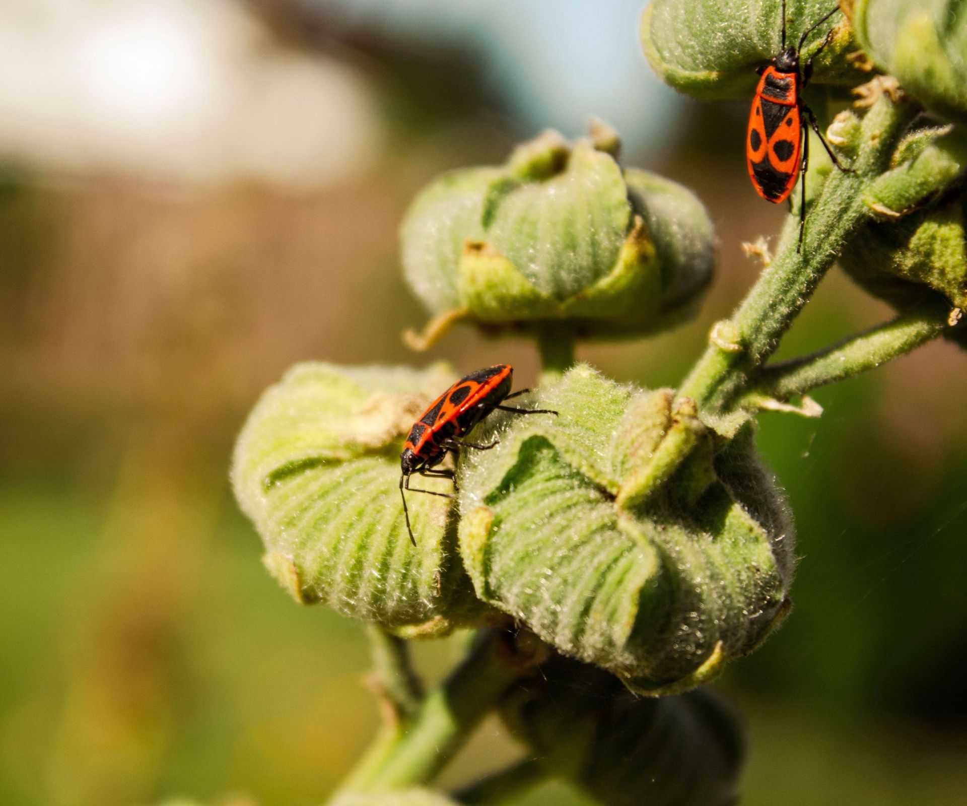 How to get rid of boxelder bugs outside your house: expert tips | Homes ...
