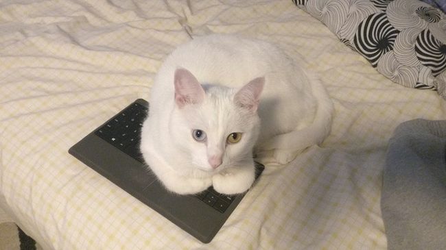 It's Friday! Here's a bunch of cute animals with Surface PCs | Windows ...