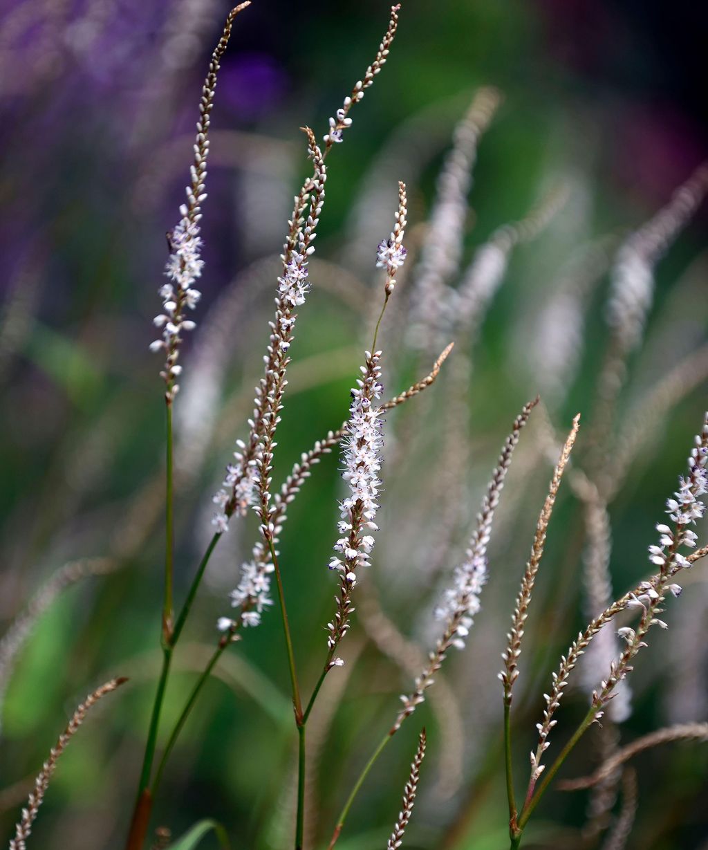Persicaria varieties: 16 stunning varieties to grow | Gardeningetc