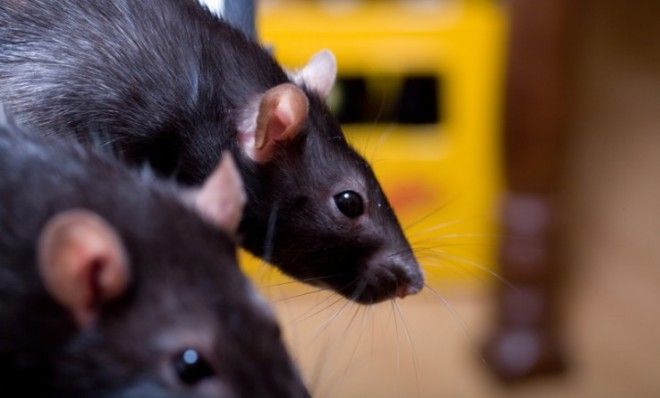 How scientists made rats communicate with just their minds | The Week