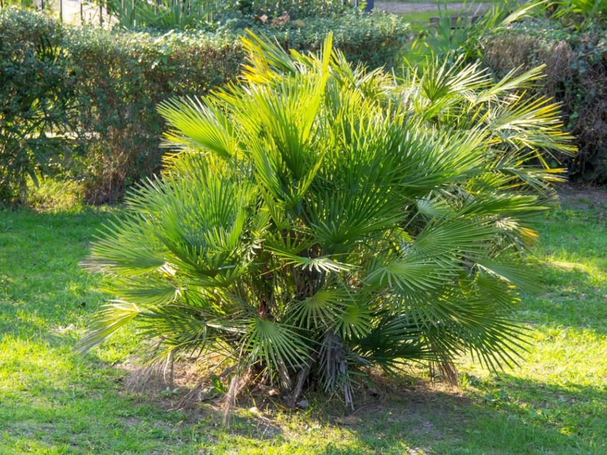 Zone 6 Palm Trees: Types Of Palm Trees For Zone 6 Gardens | Gardening ...