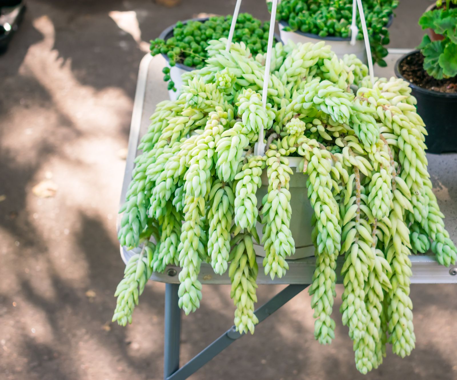 Best indoor hanging plants: 12 trailing varieties | Homes and Gardens