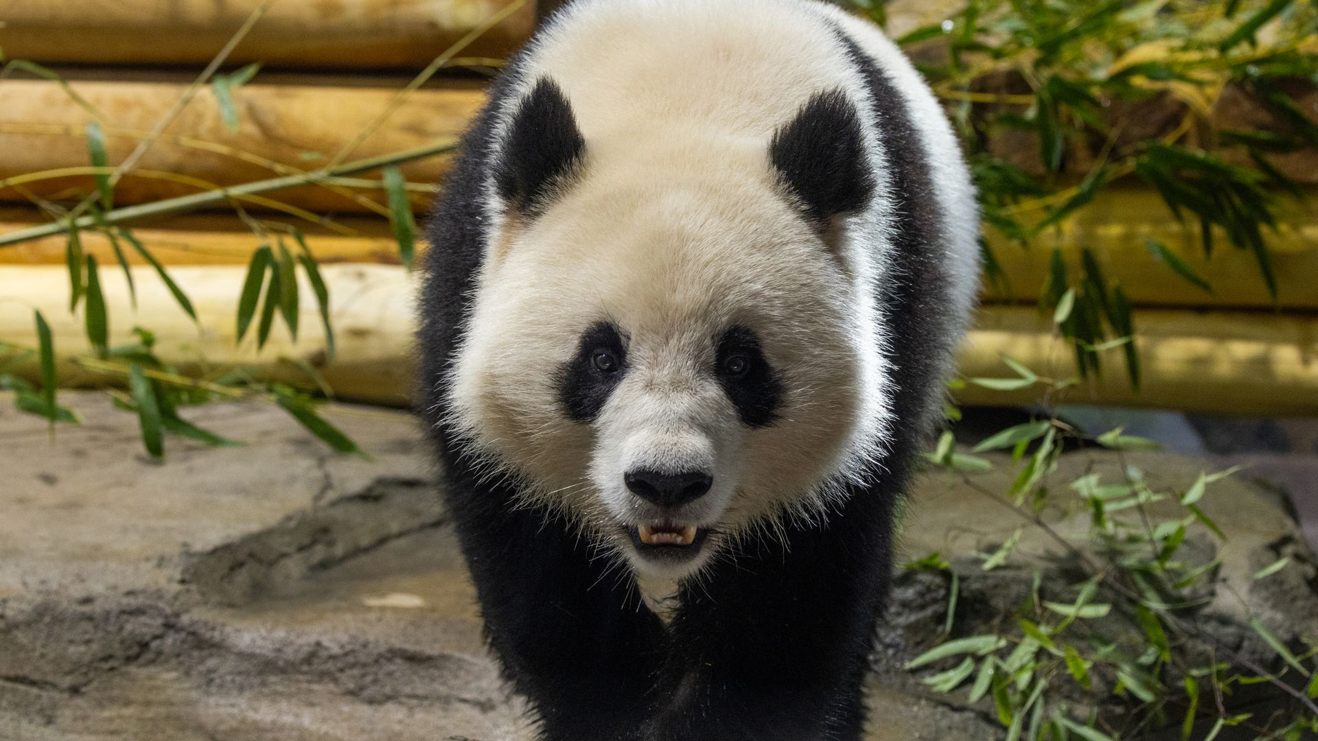 The Panda Cam is back! A popular (and adorable) livestream returns as ...