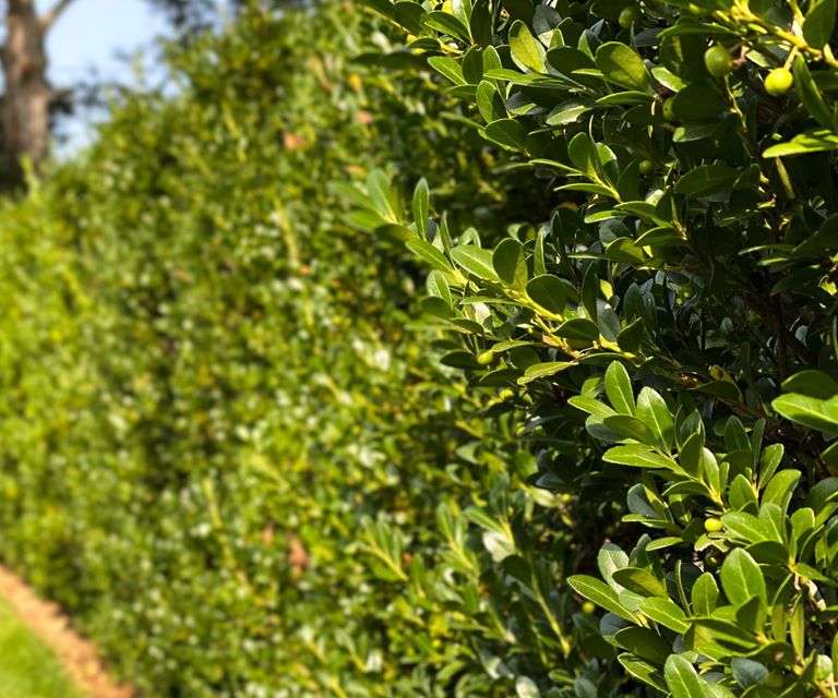 How and when to fertilize hedges: experts reveal top tips | Homes and ...