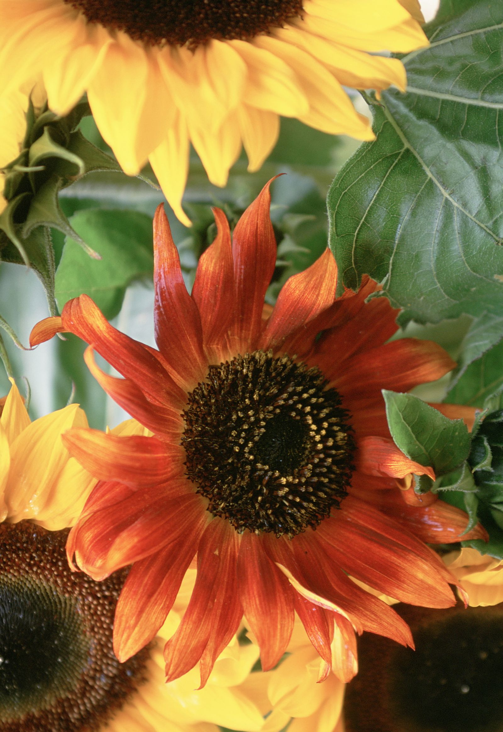 Sunflowers care - a guide to the most beautiful types | Livingetc