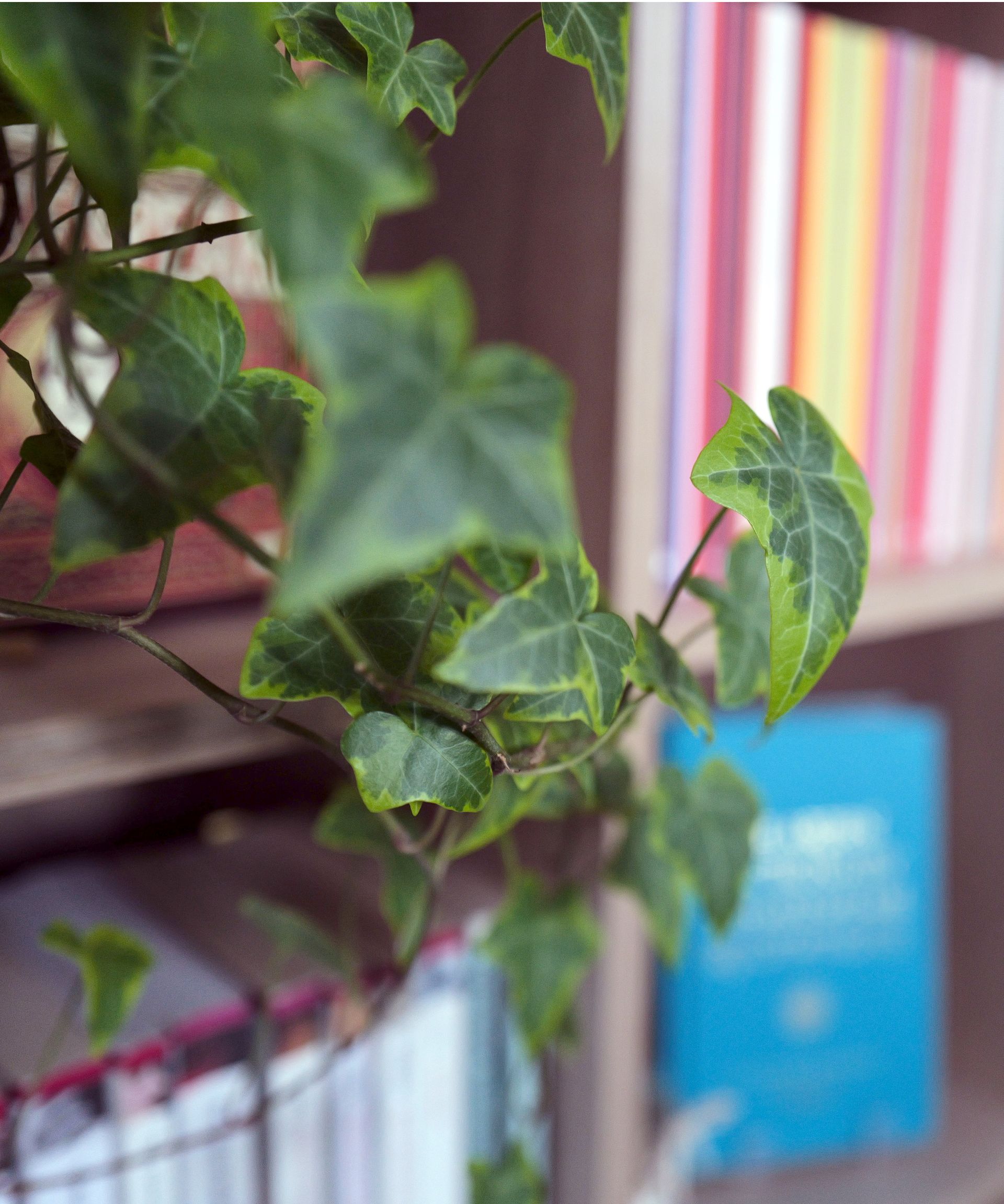 How to care for ivy: 5 tips to grow this trailer indoors | Homes and ...